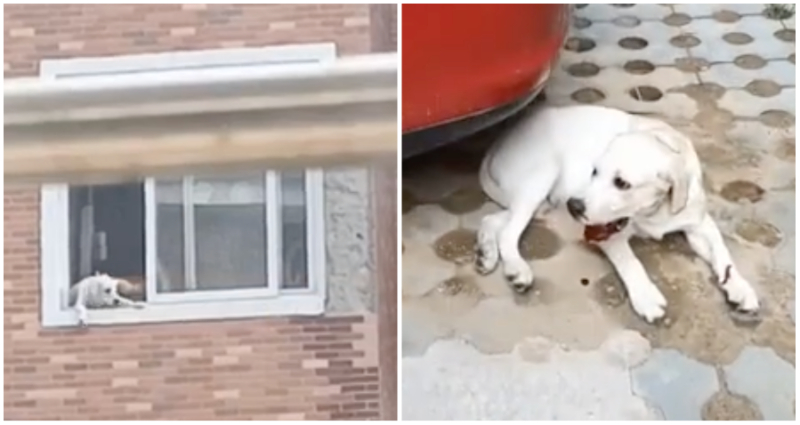 Woman sparks outrage in China after throwing puppy out fourth-floor ...