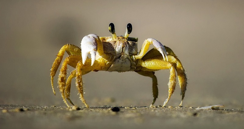 Man gets parasitic infections after swallowing live crab as 'revenge ...