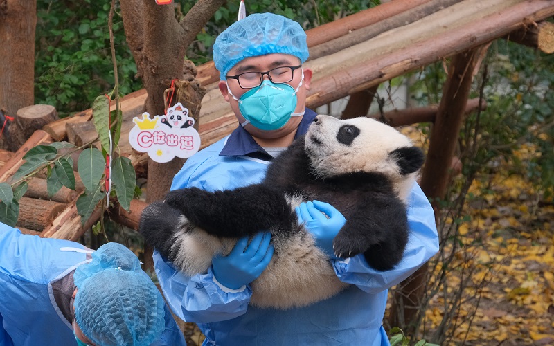 Look: Adorable panda cubs wave goodbye to the panda-monium that was ...