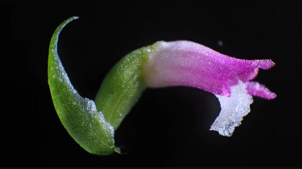 Stunning new species of Japanese orchid discovered hiding in plain sight