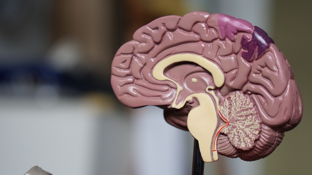 Bilingualism may help protect against dementia, study reveals ...
