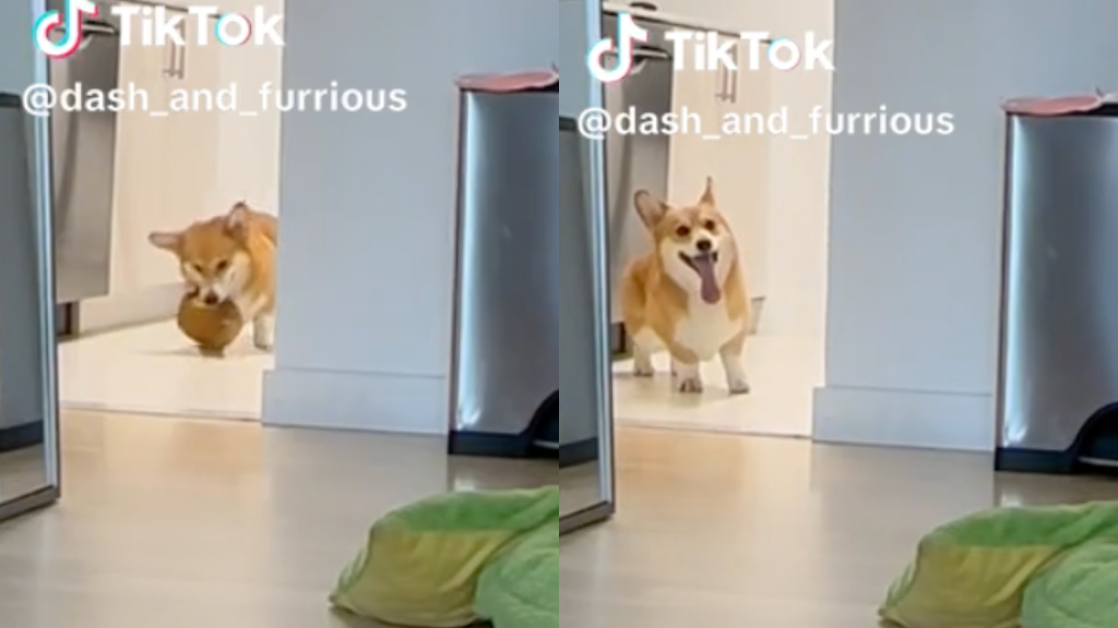 Video of hangry corgi's reaction to dinner being served late goes viral