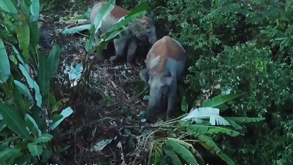 Recordings of elephant voices may be the key to saving Asian elephants