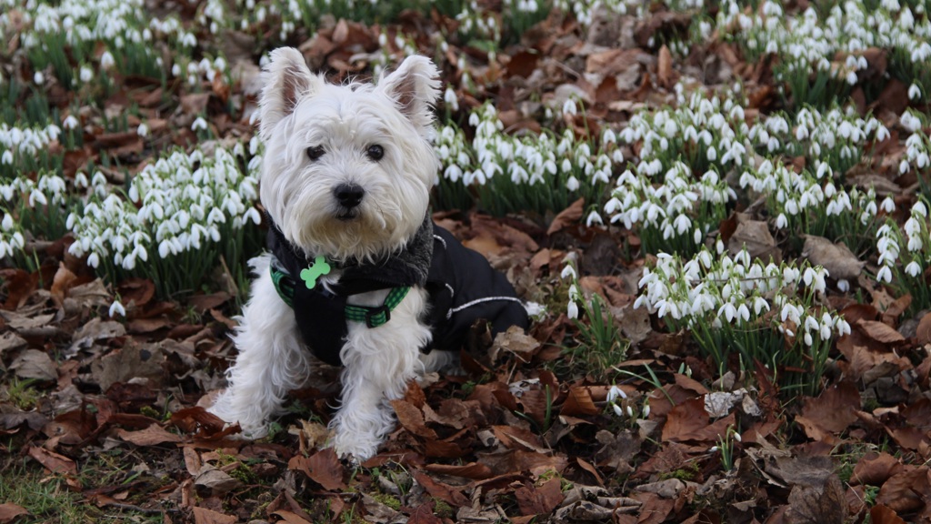 Man in Japan arrested for throwing dog at police officer