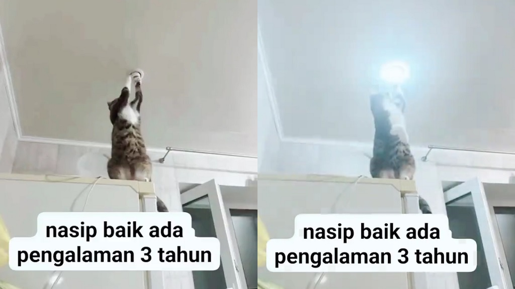 Viral video shows cat in Malaysia ‘fixing’ a light bulb