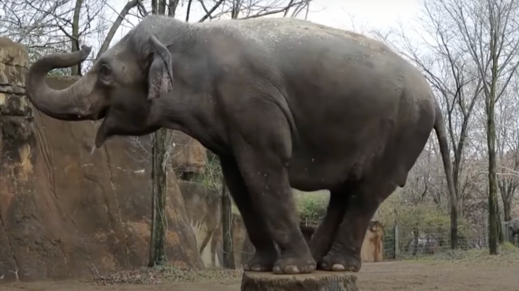 Asian elephant dies in Missouri zoo after loose dog scares her to death