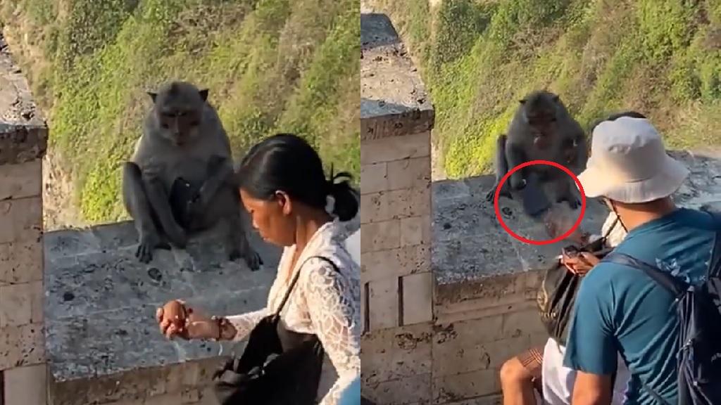 Watch: Bali monkey negotiates for food in exchange for woman's stolen ...