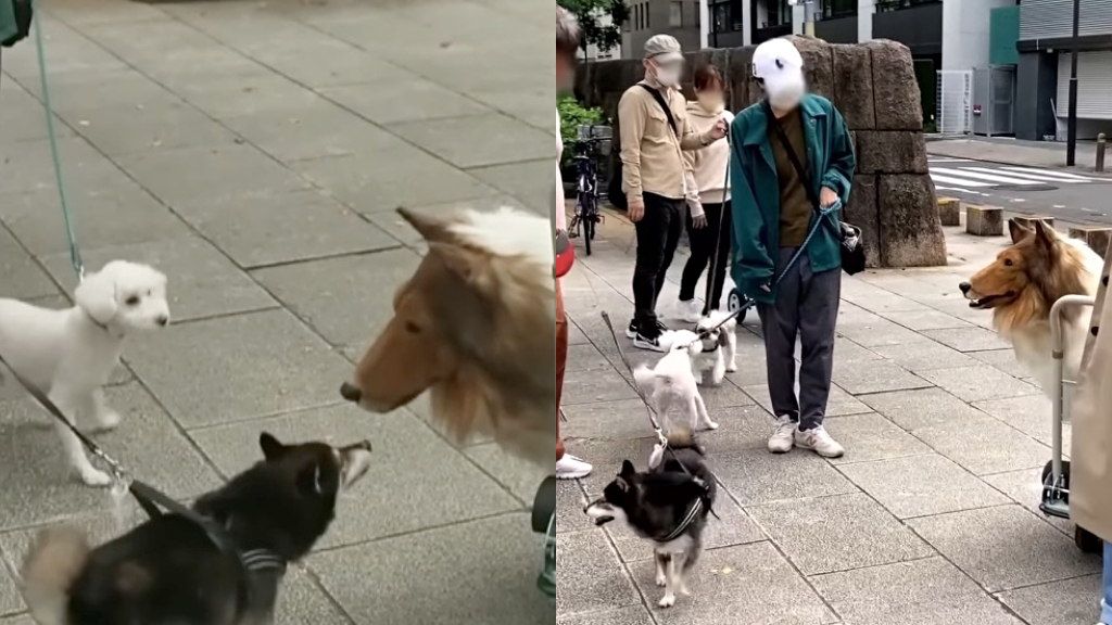 Japanese man who spent $16K to become a 'dog' struggles to make friends ...