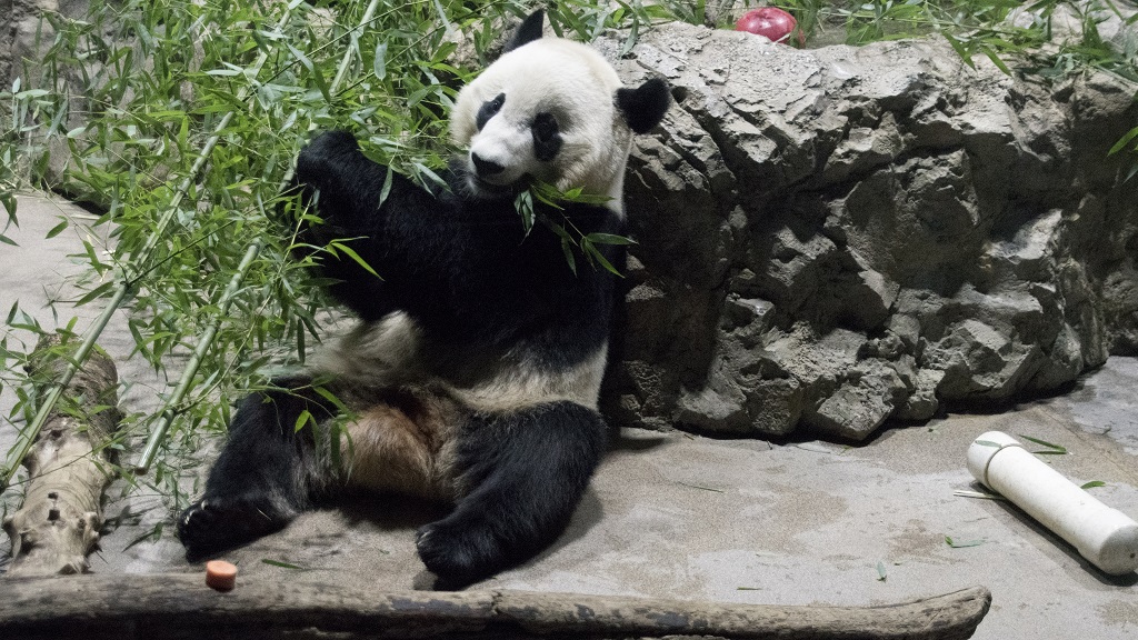 3 of the 7 last remaining pandas in US will be returned to China sooner ...