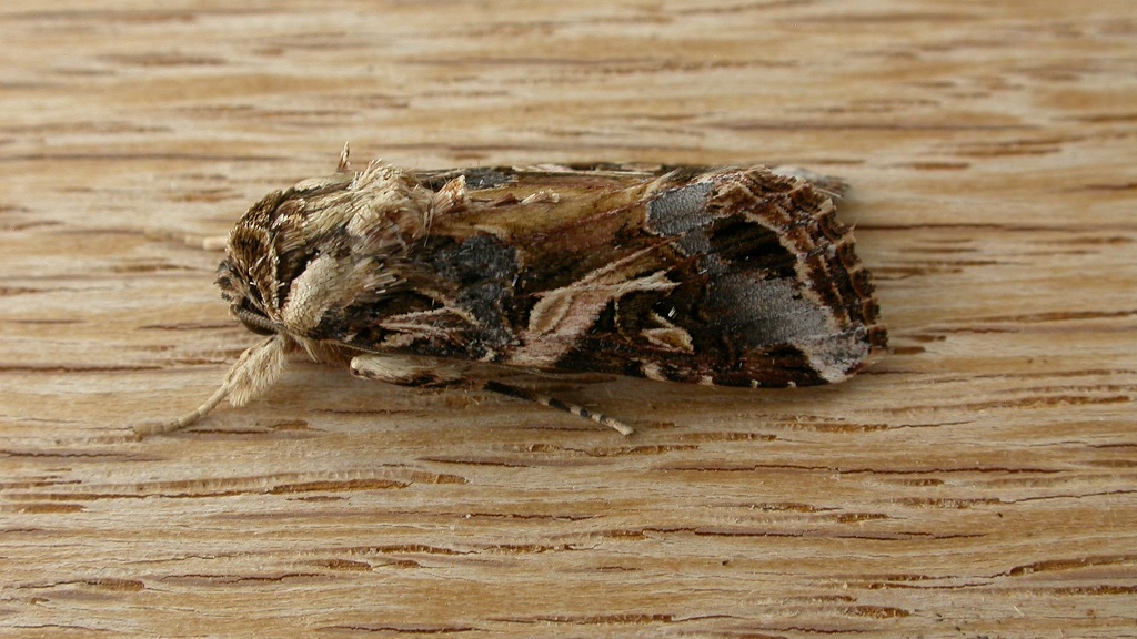 Japanese scientists accidentally discover virus in insects that only ...