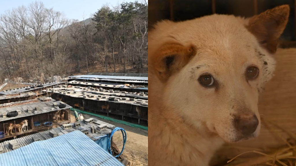 South Korea moves toward dog meat ban | NextShark.com