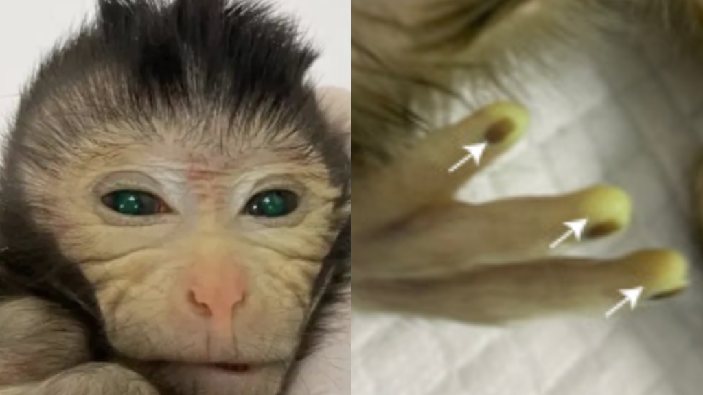 China creates world's first chimeric monkey with fluorescent eyes ...