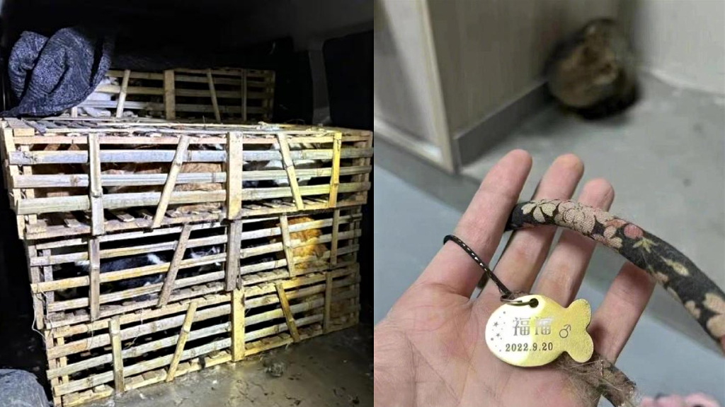 Nearly 1,000 cats rescued by volunteers in China
