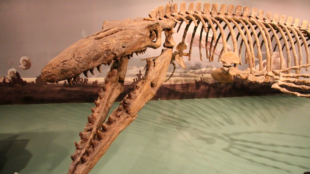 These huge Japanese 'dragons' hunted the ancient oceans