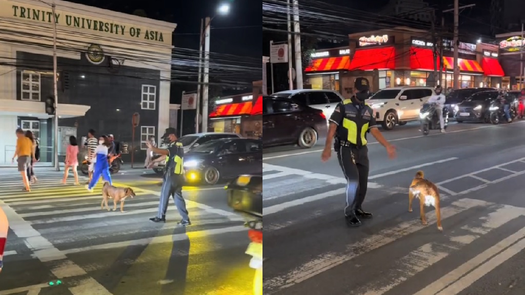 Filipino traffic enforcer stops cars to help stray dog cross busy street