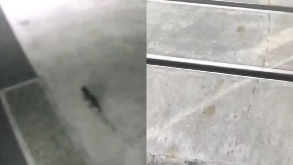 Cat that escaped after fall into vat of chemicals in Japan prompts ...