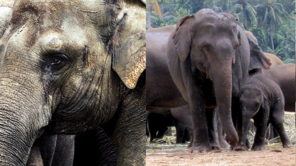 First cases of Asian elephants mourning, burying their dead documented ...
