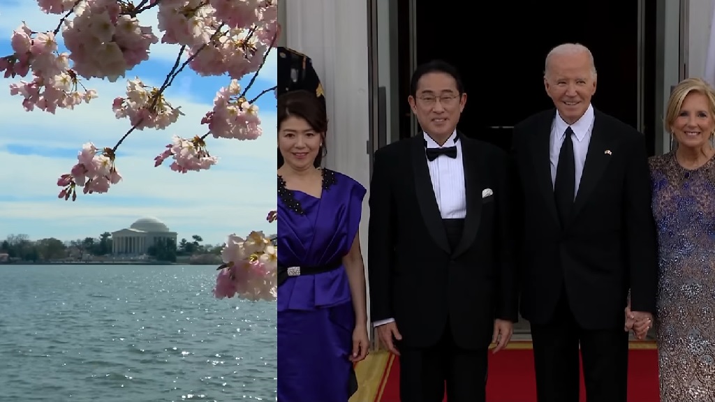 Japan gifts Washington 250 new sakura trees