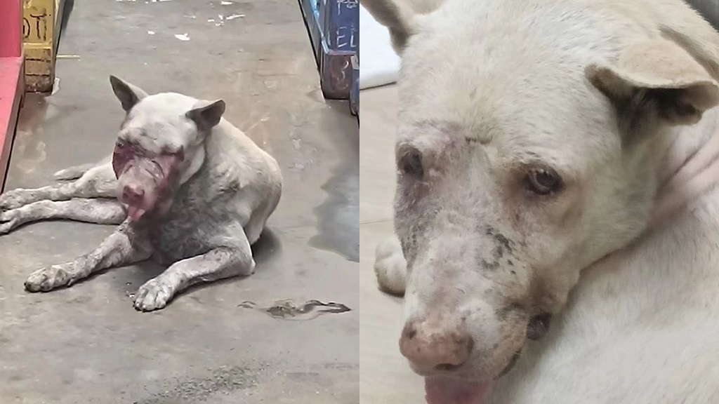 $15,000 raised in Singapore for stray dog’s face surgery