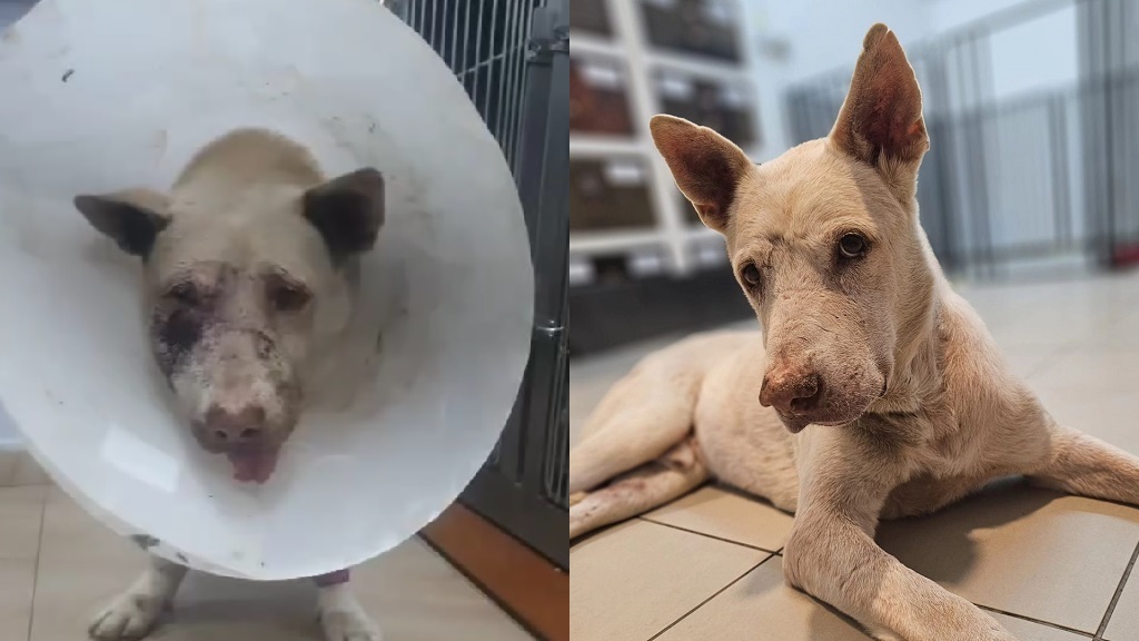 Singapore dog who survived hit-and-run is looking for new home