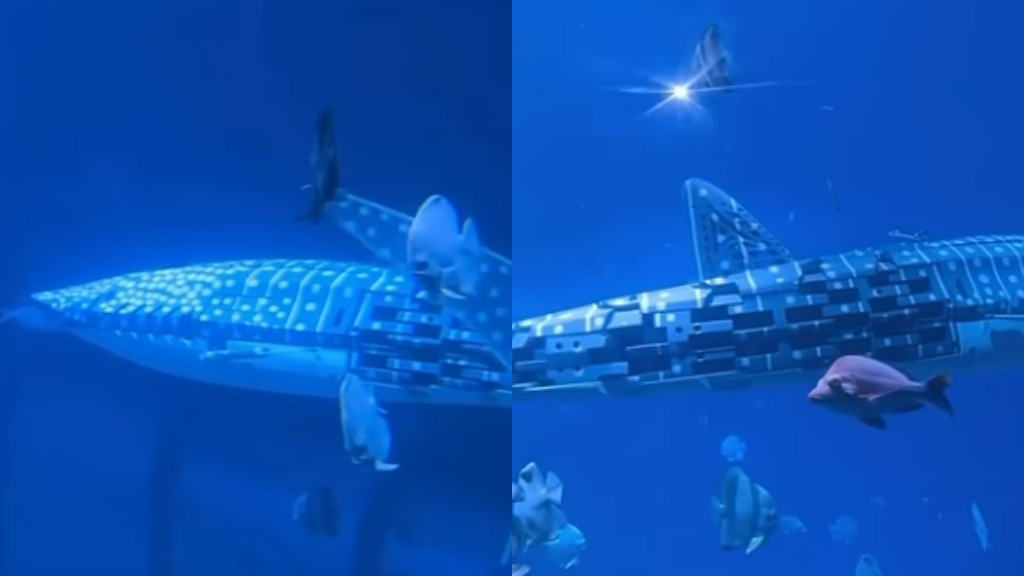 Chinese aquarium slammed for using fake whale shark