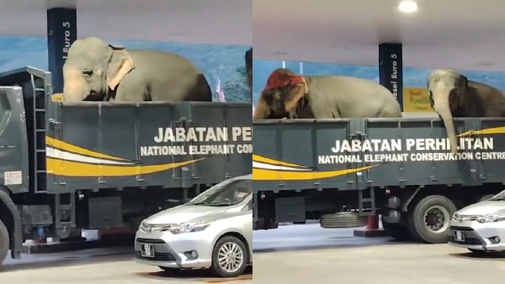 Watch: Malaysian gas station surprised by truck carrying 2 elephants