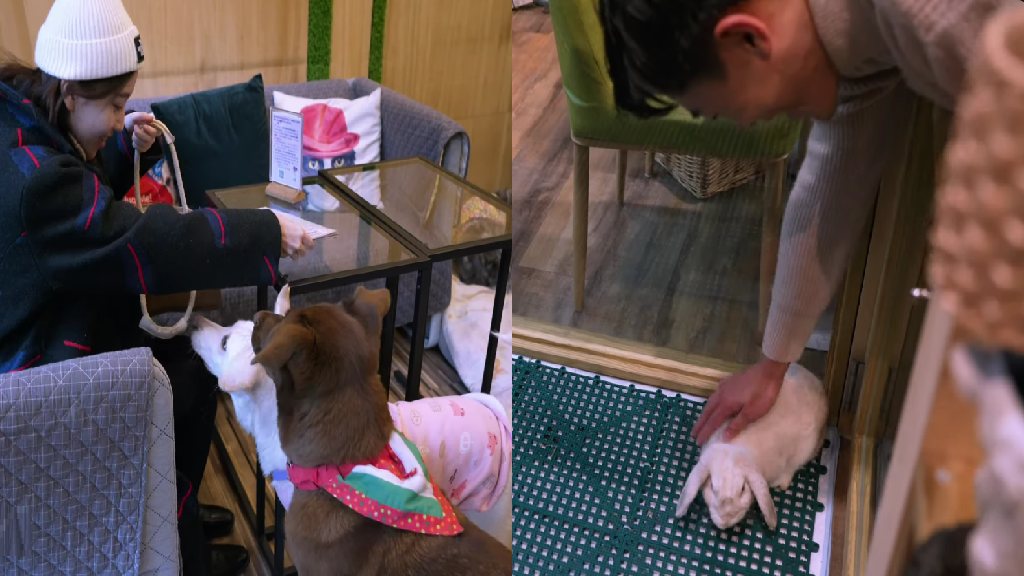 Chinese pet cafes' furry ‘employees’ boost business
