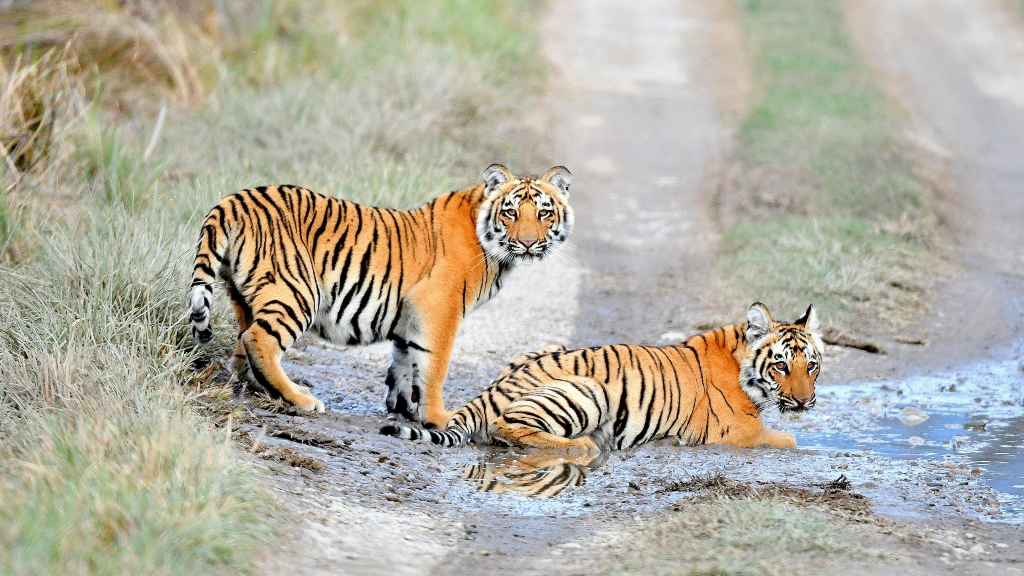 47 tigers, 3 lions and a panther die from bird flu in Vietnamese zoos