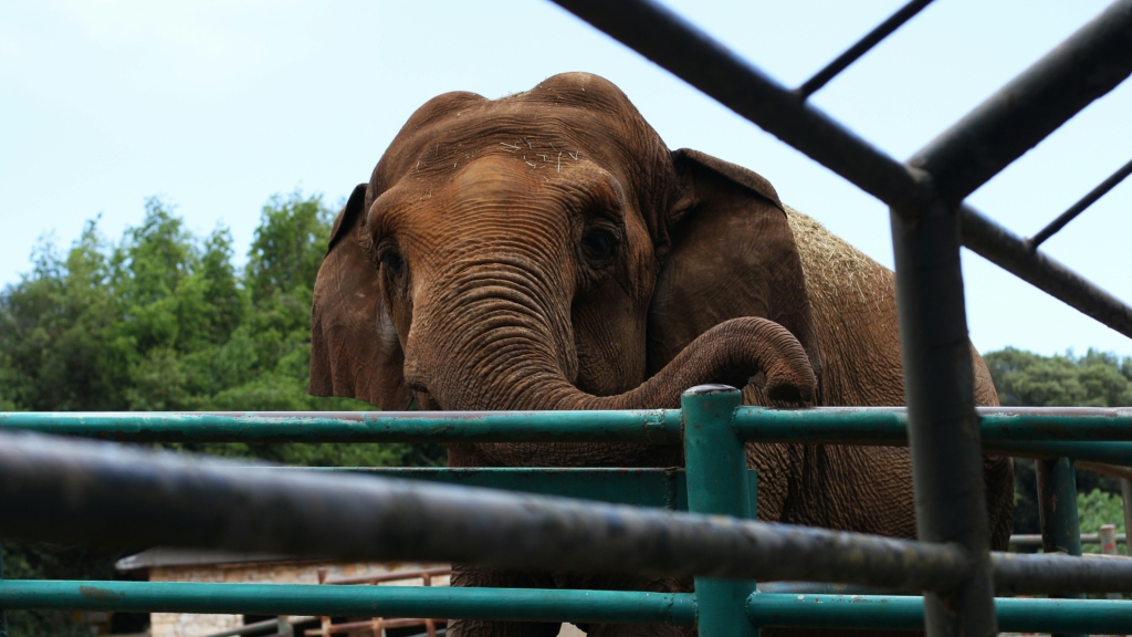 Colorado's top court weighs whether zoo elephants can be recognized as ...