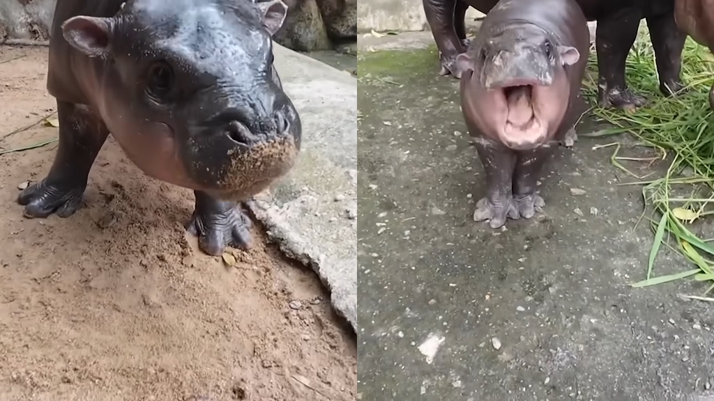 Moo Deng gets her own catchy theme song in four languages